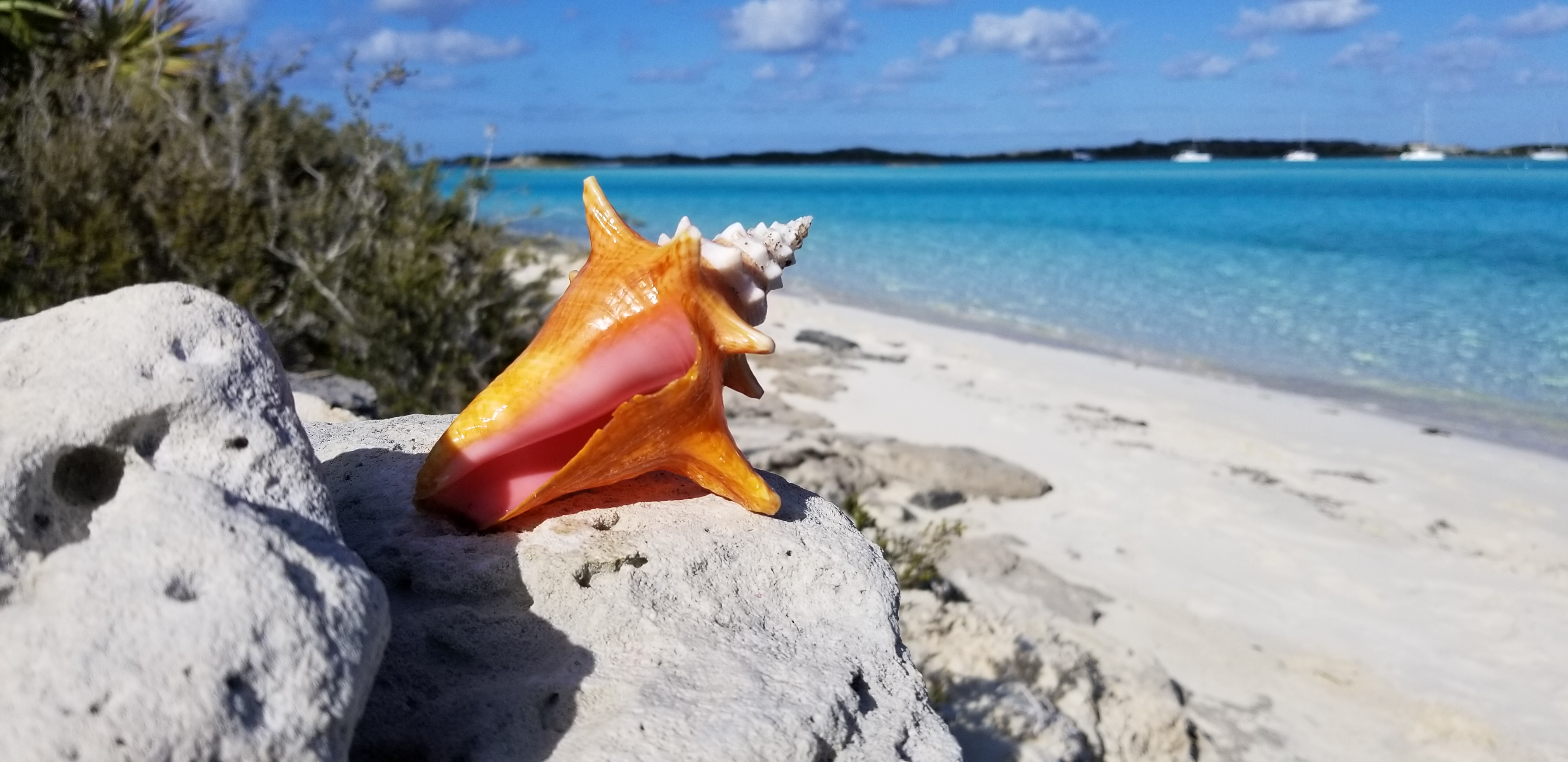 Exuma Blue and Piggy Too